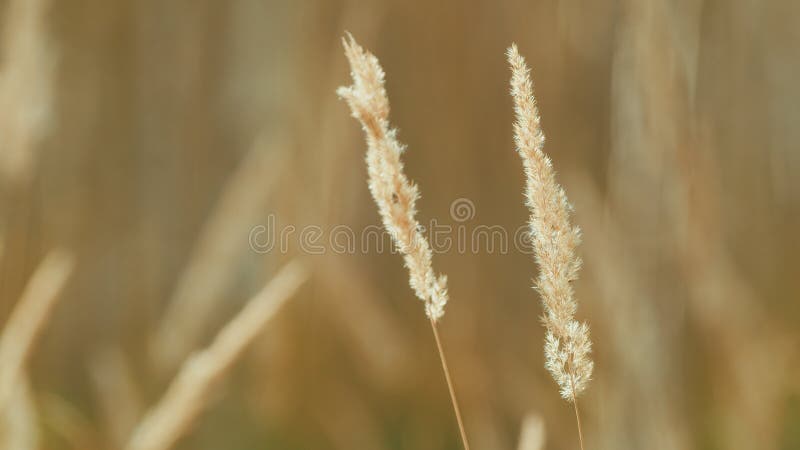 Background from Dry Reed in Sunset Light. Dry Fluffy Reed. Golden Reed ...