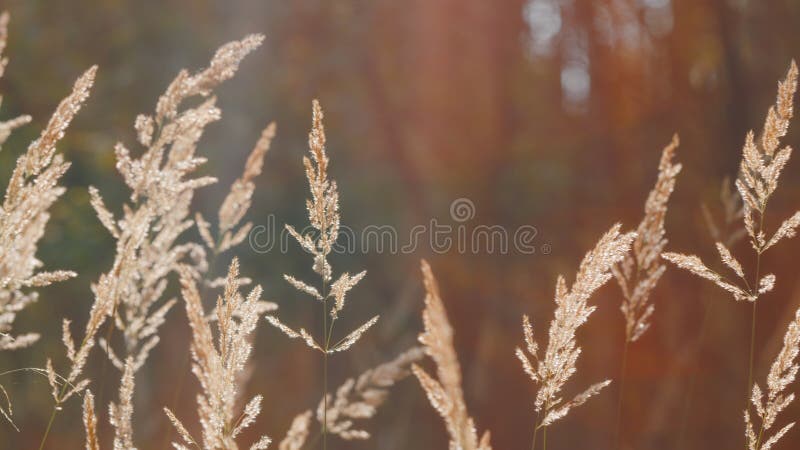 Background from Dry Reed in Sunset Light. Dry Fluffy Reed. Golden Reed ...