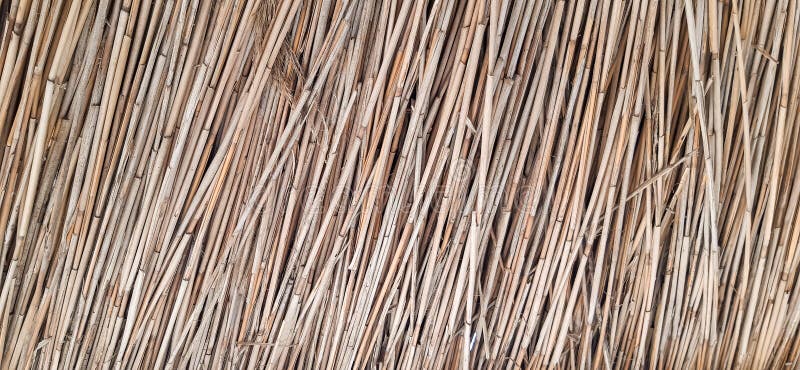 Background from dry reeds stock image. Image of cane - 193987209