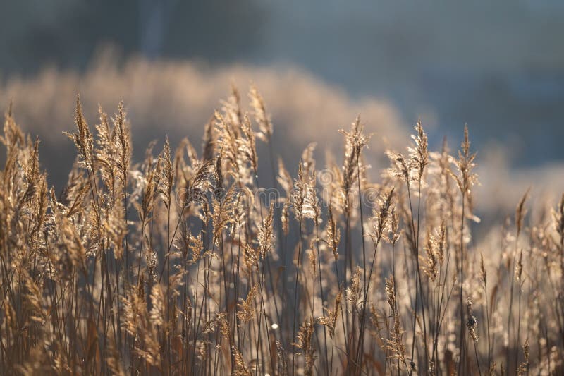 Background of Dry Reeds in the Sunset Light Stock Image - Image of ...