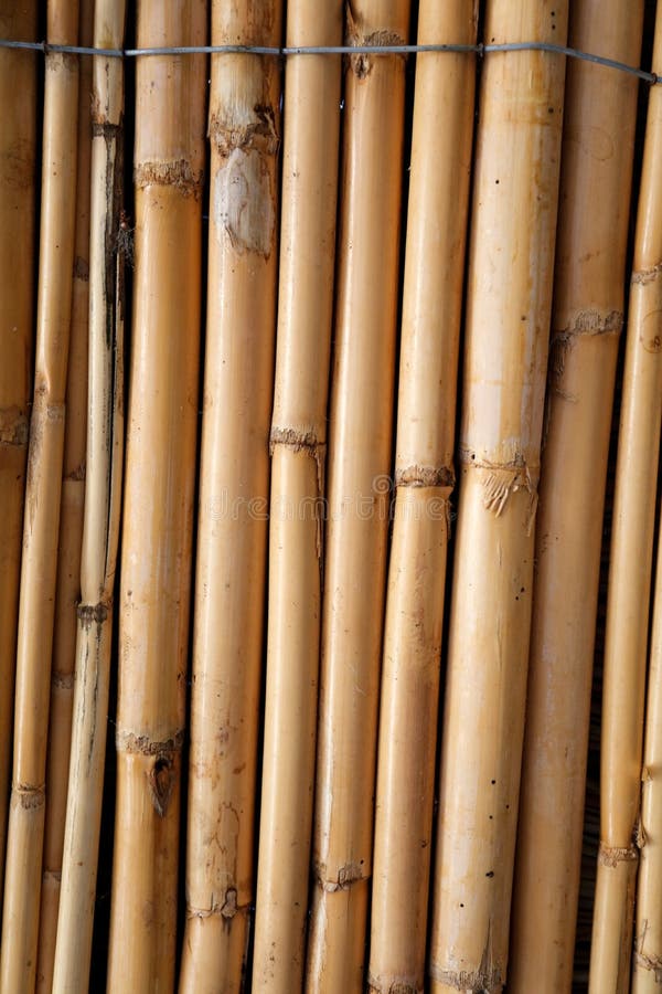 Background of Dry Reeds, Vertical Stock Image - Image of stick, pecker ...