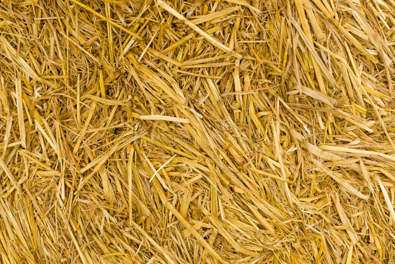 Background of Dry Rice Straw Stock Photo - Image of background, sunny ...