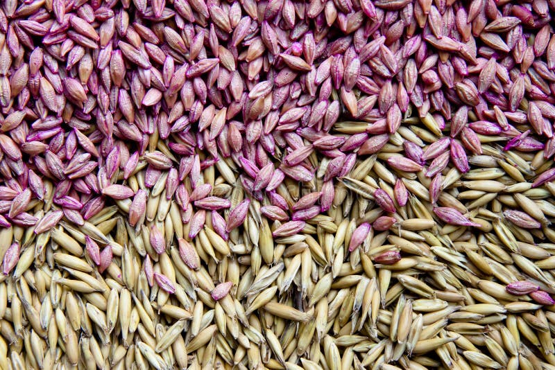 Background of dry seeds stock photo. Image of harvest - 14253700