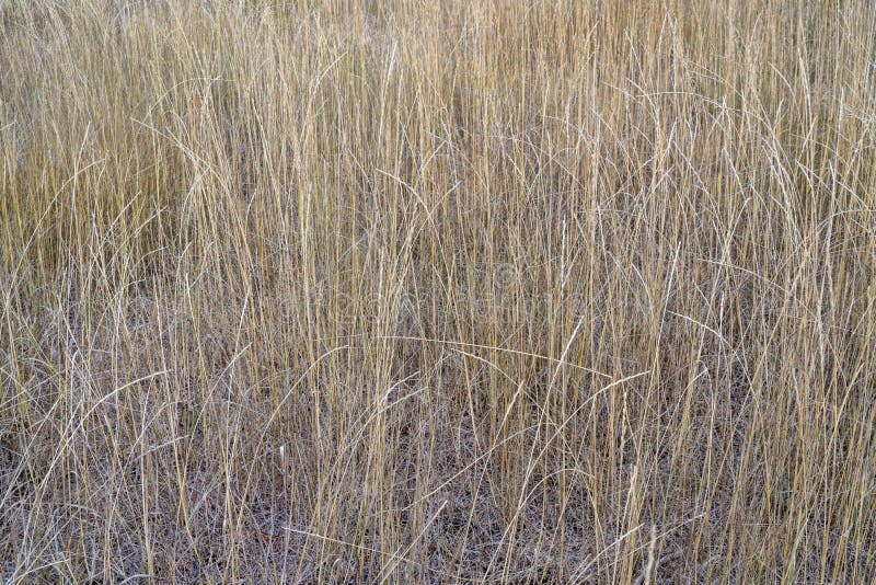 Background of Dry Tall Grass Stock Image - Image of tall, fall: 128724467