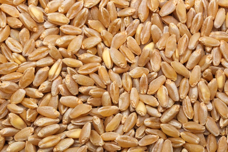 Background of Dry Wheat Grains Stock Image - Image of cereal, crop ...