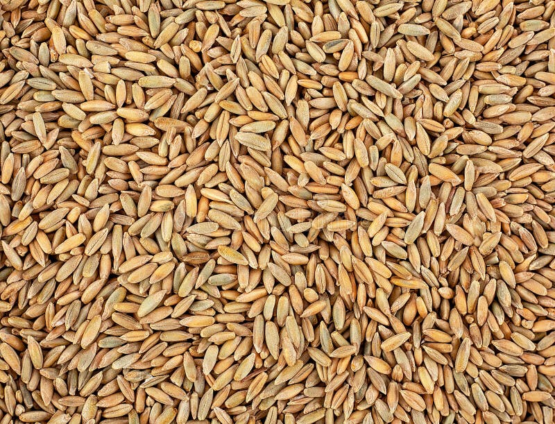 Background from Dry Winter Rye Grains, Top View. Rye Grain Texture ...