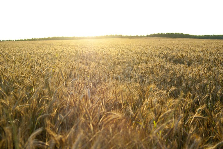 Background with Ears of Wheat Rye Field at Sunset Stock Photo - Image ...