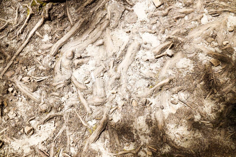 Background from Earth, Clay and Tree Roots. Stock Photo - Image of ...