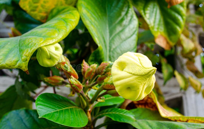 Easter Lily Vine stock photo. Image of beautiful, bloom - 159818760