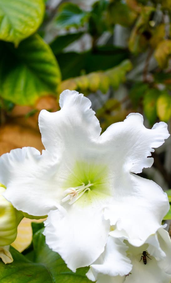 Easter Lily Vine stock image. Image of nature, season - 159818655