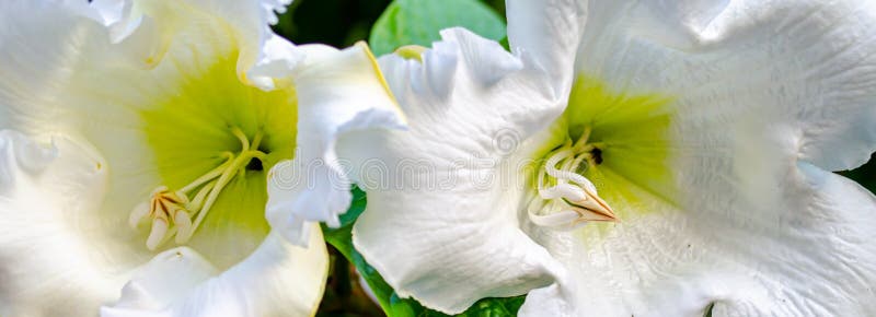 Easter Lily Vine stock photo. Image of herald, field - 159818584