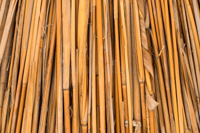 Dried Reeds stock image. Image of sway, grass, blowing - 2293663