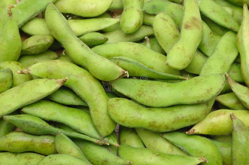 Edamame or Soybeans stock image. Image of edamame, lifestyle - 4556615