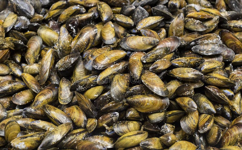 Background of Edible Raw Shellfish Shells Stock Photo - Image of ...