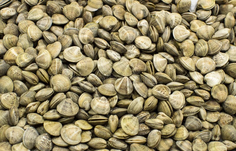 Background of Edible Raw Shellfish Shells Stock Photo - Image of ...