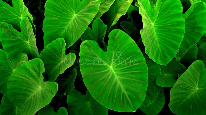 Background of Elephant Ear Leaf Plants in the Morning Stock Photo ...