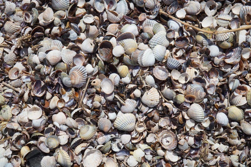 Background from Empty Seashells Stock Photo - Image of natural ...