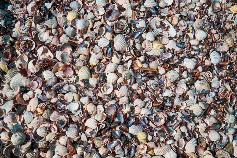 Background from Empty Seashells on the Seashore. Stock Image - Image of ...