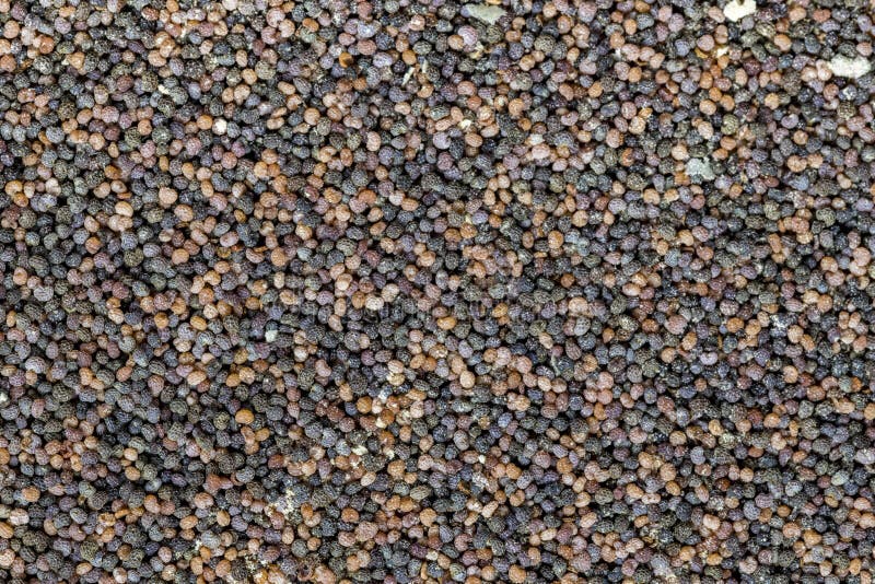 Background of Evenly Distributed Poppy Seeds in Different Colors Stock ...