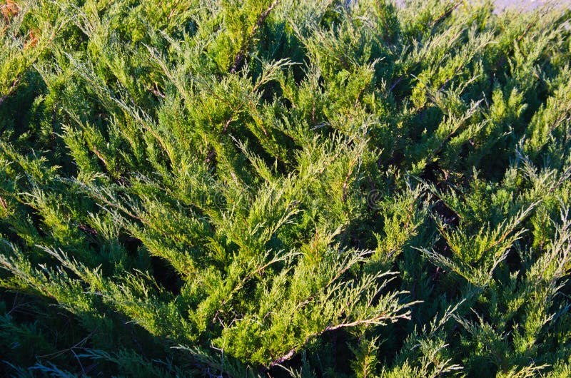 Background of the Evergreen Juniper Bush Stock Image - Image of cedar ...