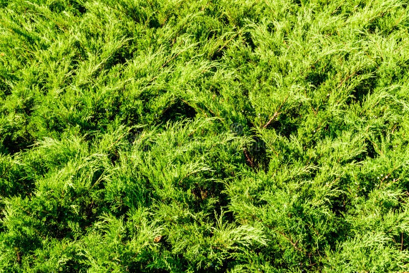 Background of the Evergreen Juniper Bushes. Natural Pattern Stock Image ...