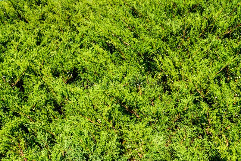 Background of the Evergreen Juniper Bushes. Natural Pattern Stock Image ...