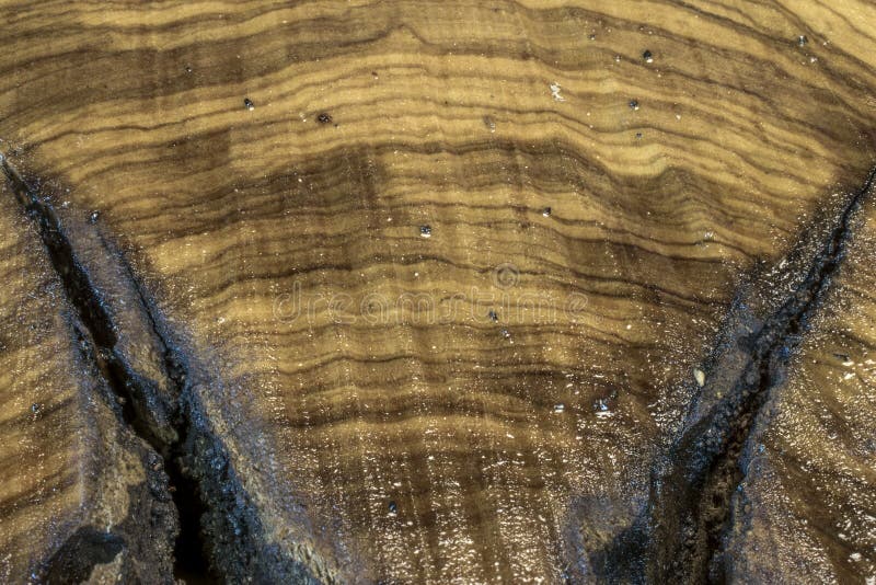 Background of Exotic Wood Grain Stock Photo - Image of dark, macro ...
