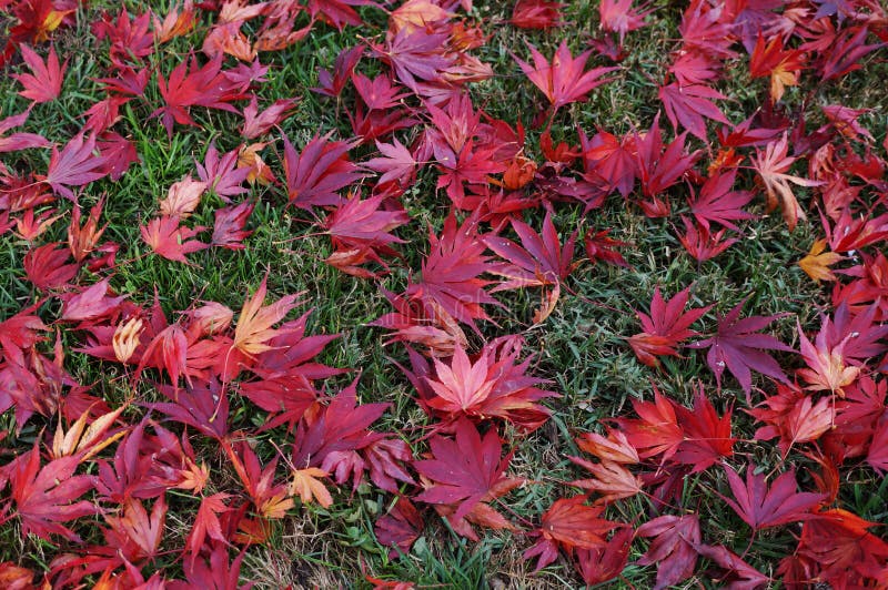 Background of Fallen Red Japanese Maple Leaves in Autumn Stock Photo ...