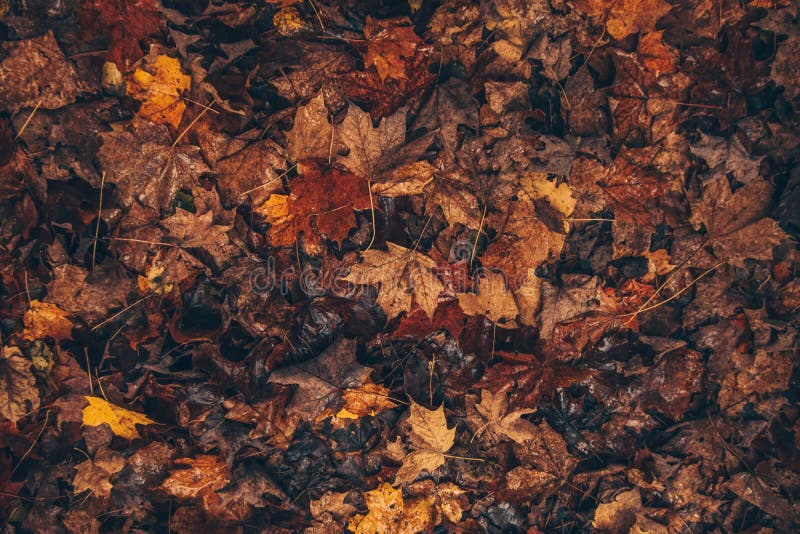 Background of Fallen Rusty Autumn Leaves in Water Stock Photo - Image ...