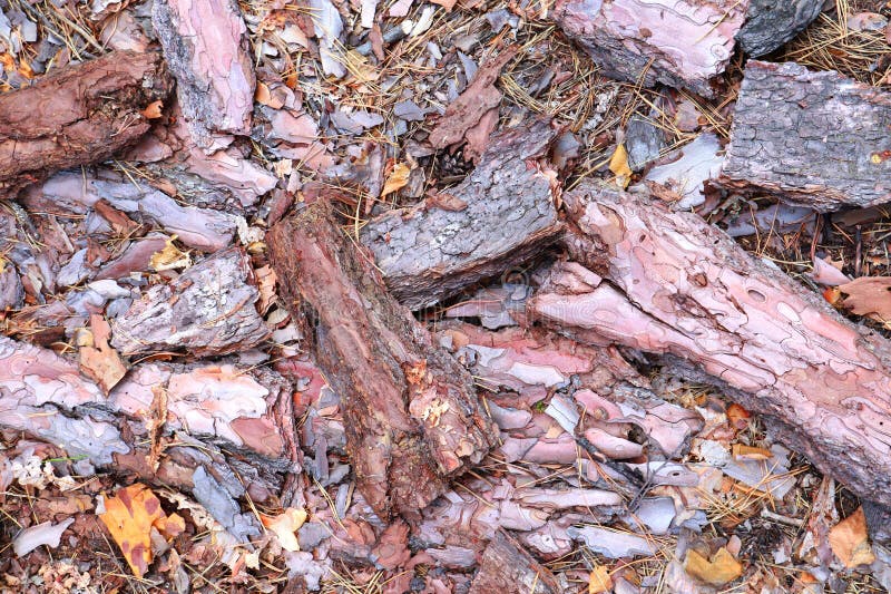 Background with Fallen Tree Bark Texture Stock Image - Image of skin ...