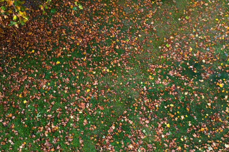 Background of Fallen Yellow Leaves Top View from the Bottom Stock Photo ...