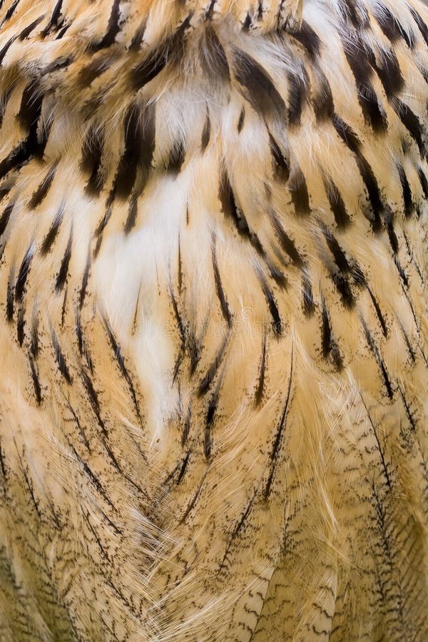 Closeup Texture Of Brown Owl Feathers Stock Image - Image of backdrop ...