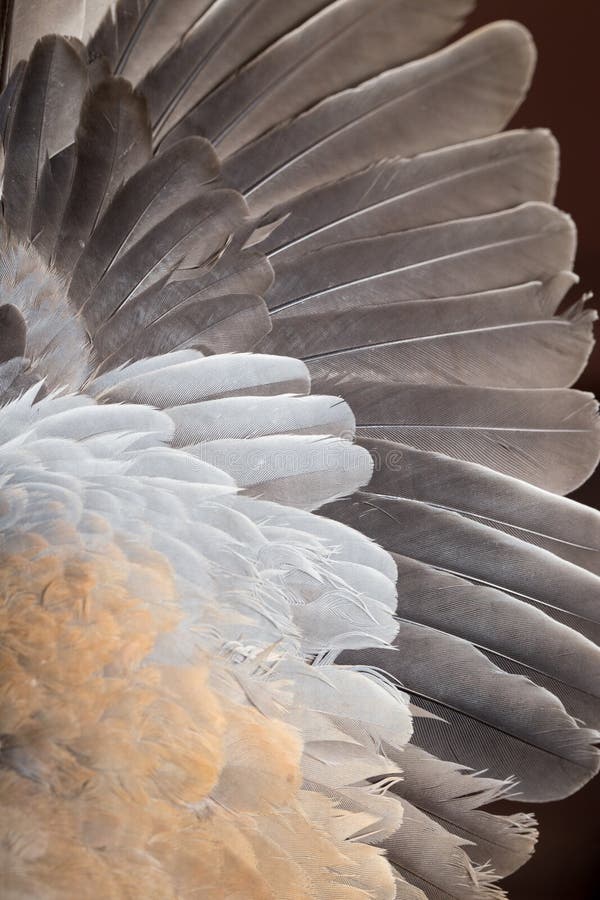 Background from Feathers of a Dove Stock Photo - Image of natural, dove ...