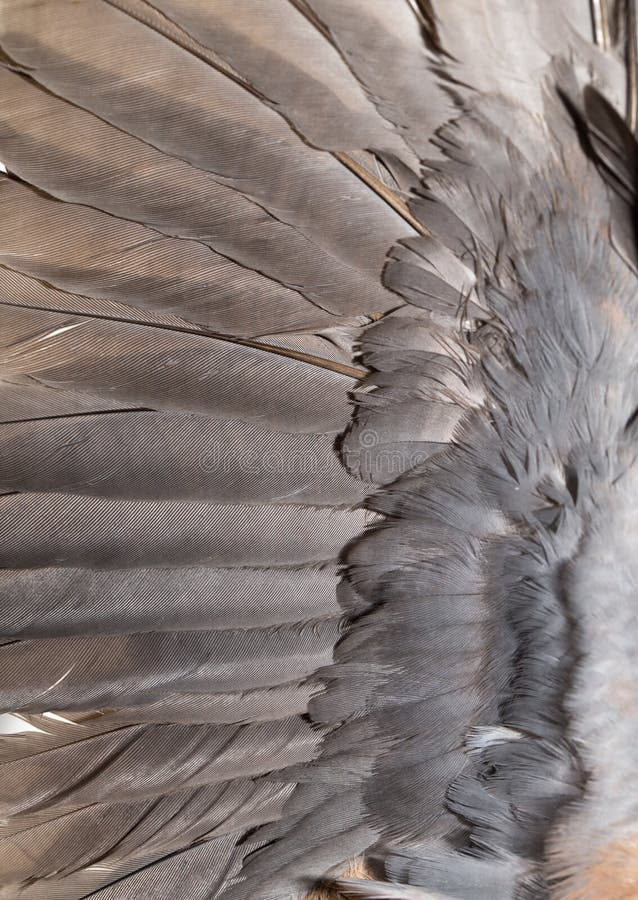 Background from Feathers of a Dove Stock Image - Image of lines, macro ...
