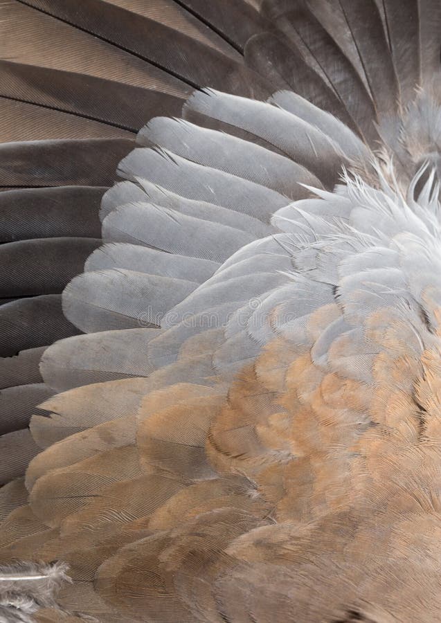 Background from Feathers of a Dove Stock Photo - Image of brown, beige ...