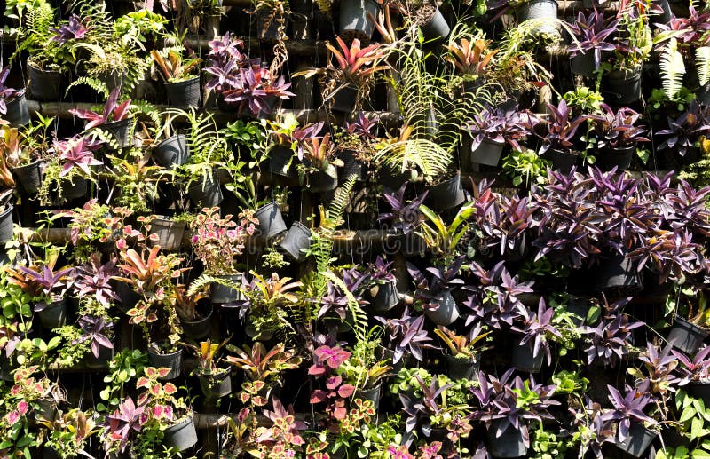 Background Fern and Color Plant Decorate on Wall Stock Image - Image of ...