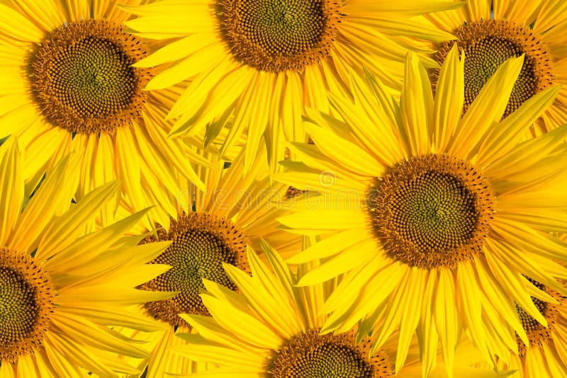 Sunflower texture stock image. Image of luck, beauty - 29747605