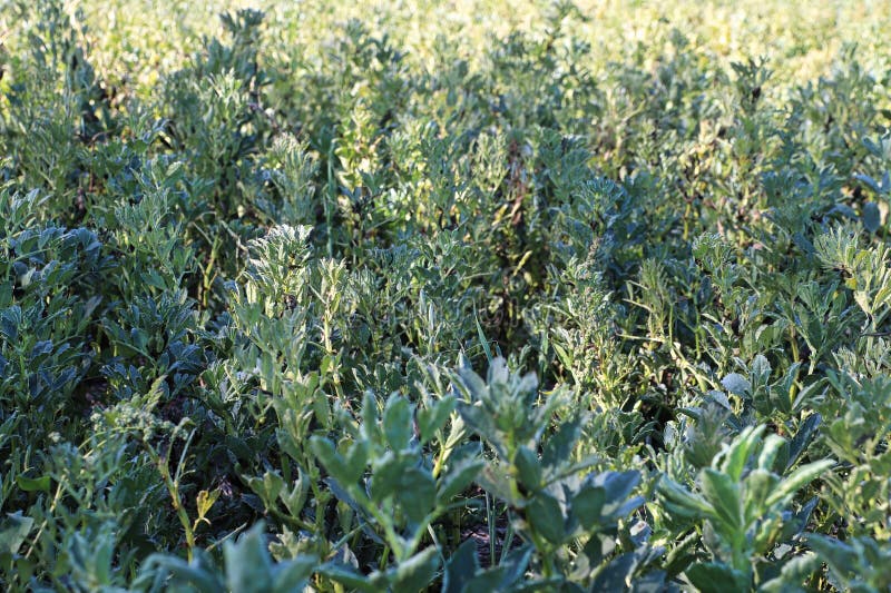 Field of Broad-Leaf Parakeelya Flowers in the Australian Desert Stock ...