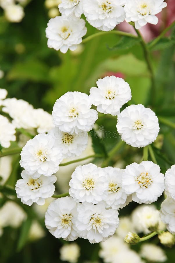 Background from Field Colors Stock Photo - Image of plant, rural: 12760878