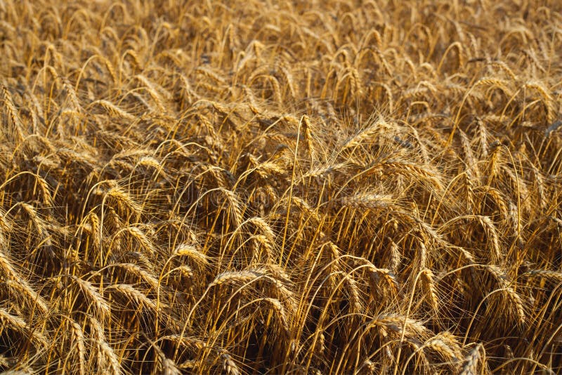 Background from a Field of Yellow Ripened Wheat in the Rays of the ...