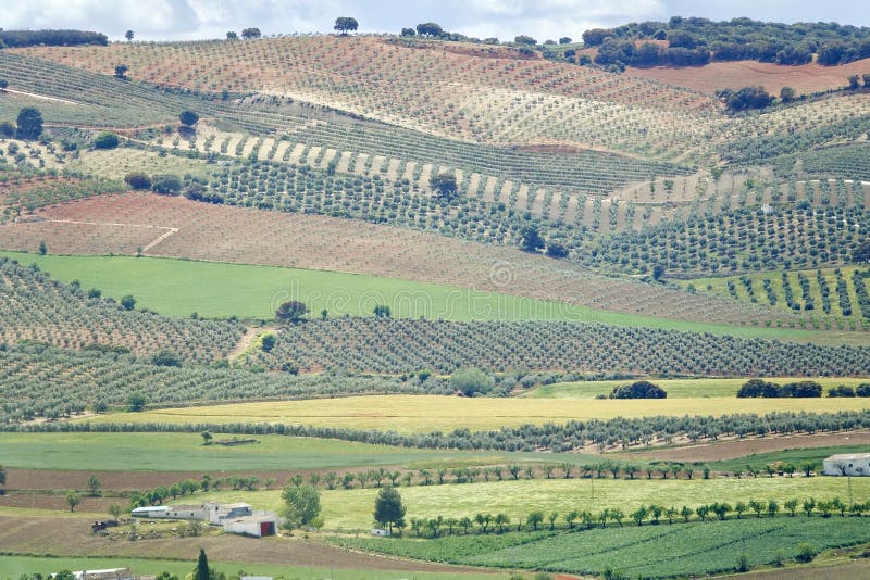 Background with Fields of Different Crops and Colors Stock Image ...