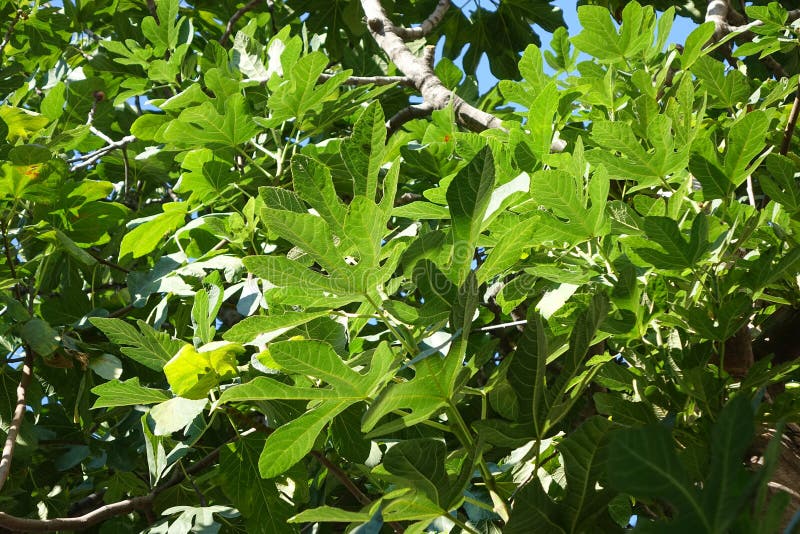 Background of Fig Tree and Leaves Stock Image - Image of beautiful ...