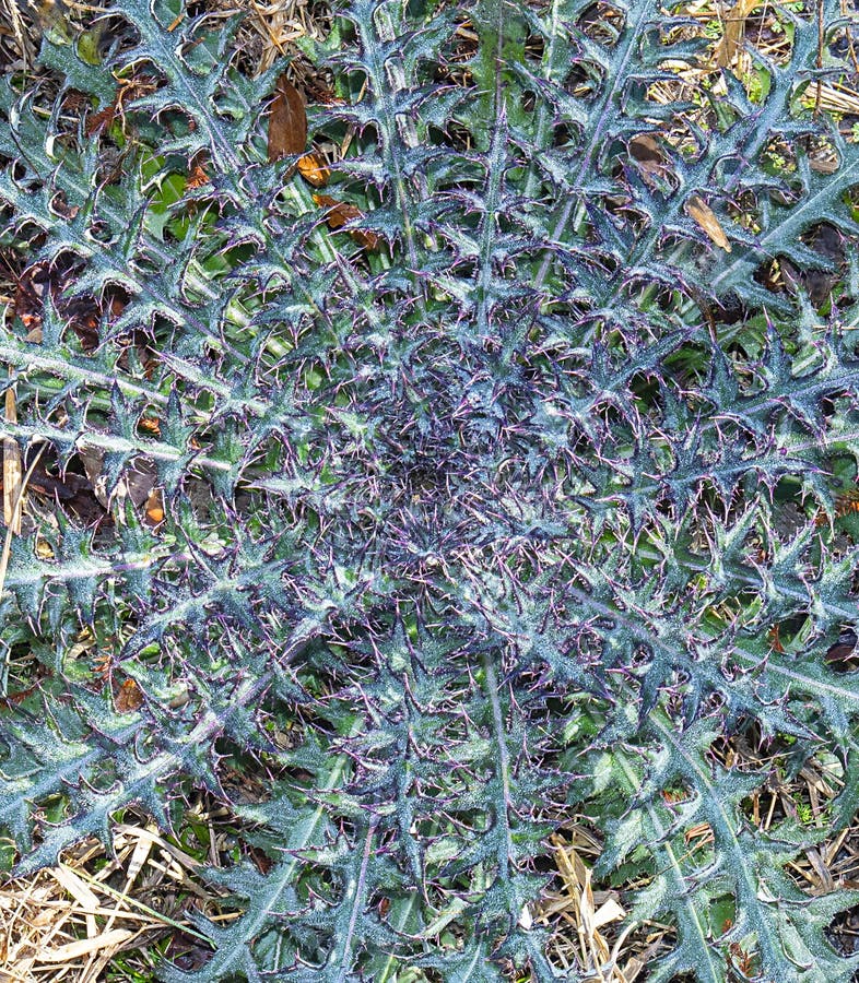 Bull Thistle Stock Photos - Download 628 Royalty Free Photos