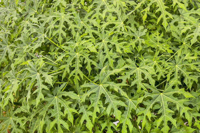 Chaya Leaves Background stock photo. Image of foliage - 156536350