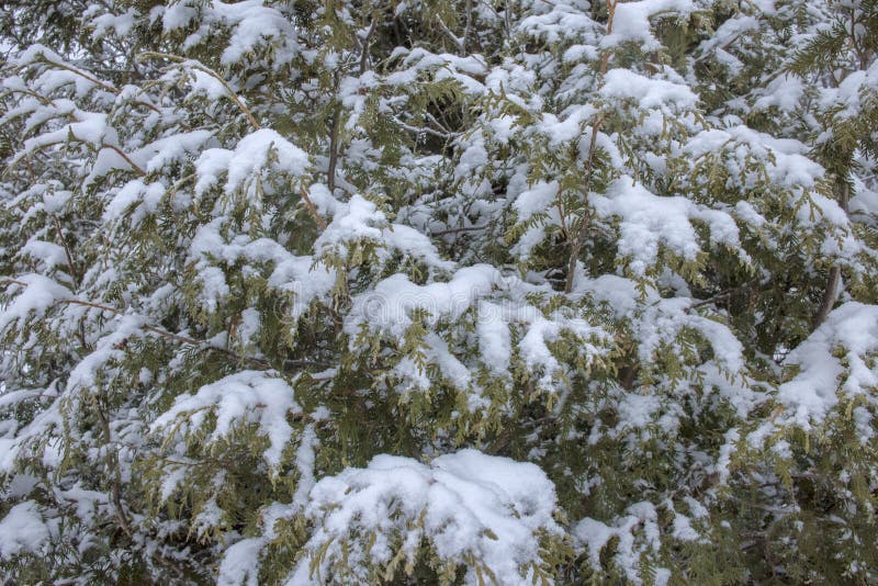 Cedar Tree Covered in Snow Background Stock Image - Image of snow ...