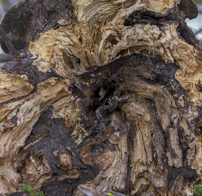Rotted Tree Trunk Background Stock Photo - Image of environment, rotten ...