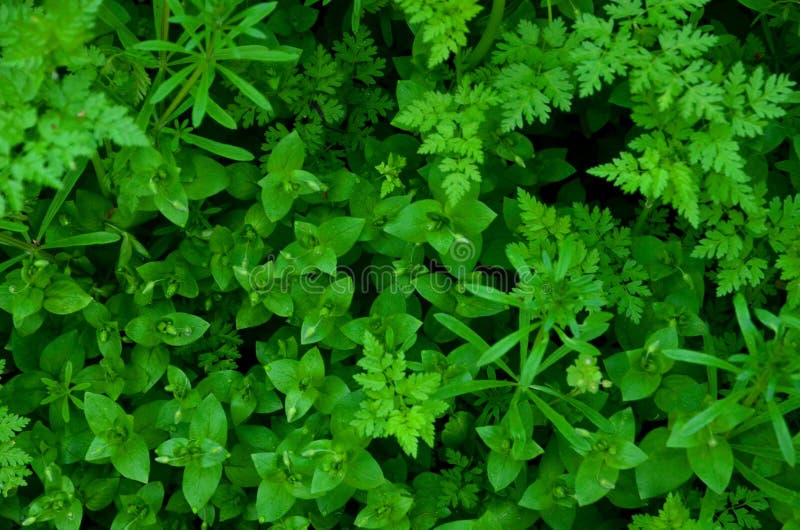 Close-up Shots of Small Plants. Stock Image - Image of leaf, garden ...