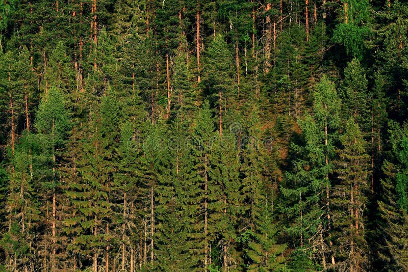 Background Fir Forestgreen Texture Stock Image - Image of decoration ...