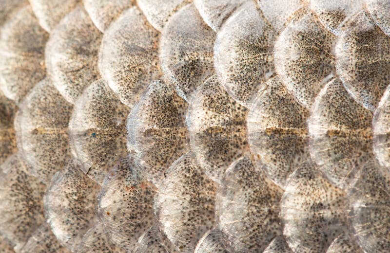 101 Goldfish Fin Texture Photos - Free & Royalty-Free Stock Photos from ...