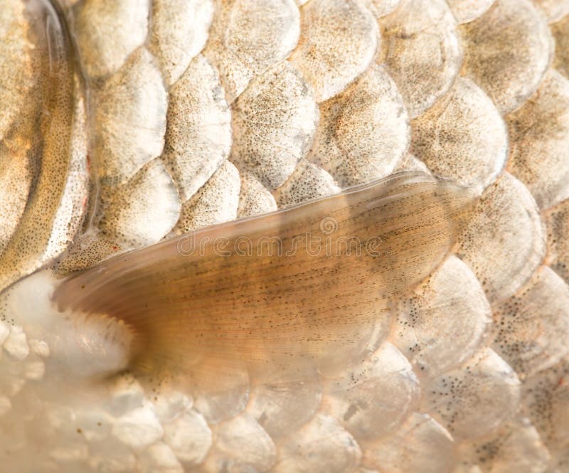 Goldfish Scale Texture Stock Photos - Free & Royalty-Free Stock Photos ...